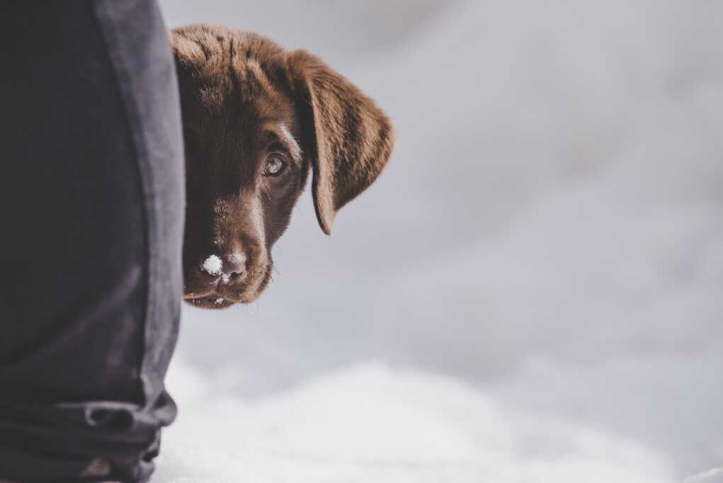 NYC Bakery Attack: Pet Culture vs. Public Safety | Republican Wire