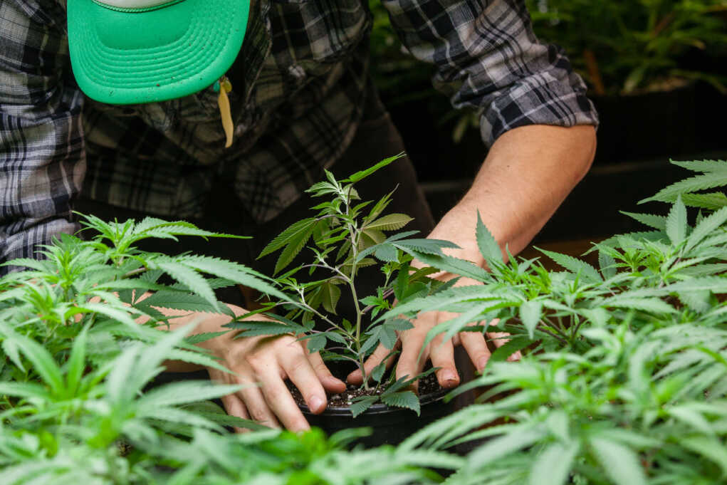 NY Pot Market: Record Sales, Illegal Crisis | Republican Wire